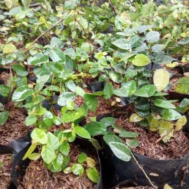 Jual Pohon Dolar Rambat Kecil Terlengkap - Harga Murah Juli 2022 | Blibli