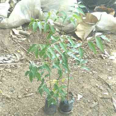 Daun Mimba 100% Asli Indonesia September 2023 | Blibli