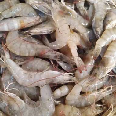 Udang Sedang 1 Kg 100% Asli Indonesia September 2023 | Blibli