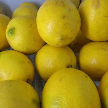 Jual Jeruk Lemon Lokal Jakarta Termurah - Harga Grosir Terupdate Hari ...
