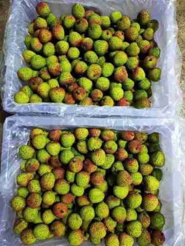 Jual Buah Leci 1 Kg Harga Oktober 2023 | Blibli
