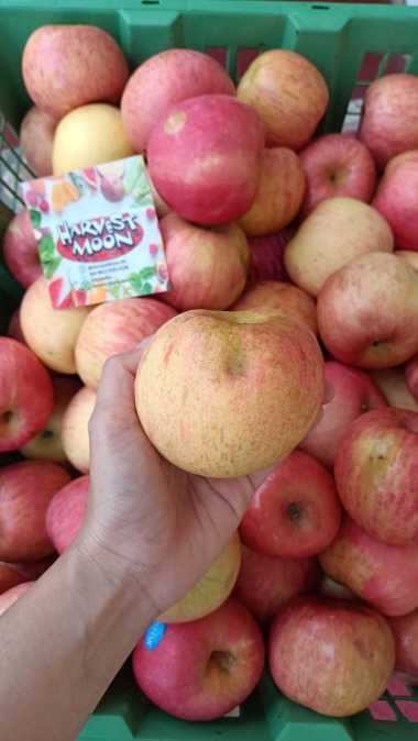 Jual Apel 1 Kg Imperfect Termurah - Harga Grosir Terupdate Hari Ini ...