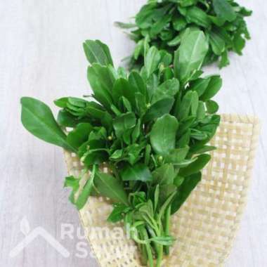 Jual Sayur Daun Ginseng Termurah - Harga Grosir Terupdate Hari Ini | Blibli