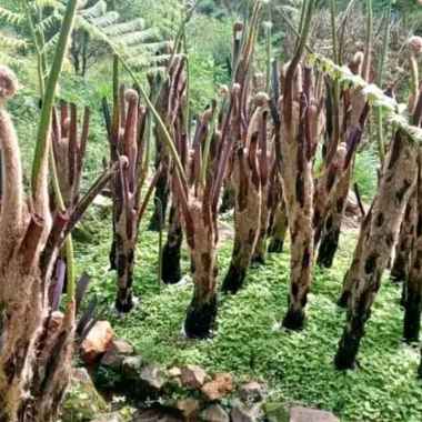 Jual Paku Pakis Original Murah - Harga Diskon Januari 2023 | Blibli.com