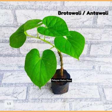 Jual Tanaman Antawali Original Murah - Harga Diskon Mei 2023 | Blibli.com