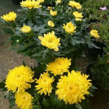 Jual Aster Kuning Tanaman Original Murah - Harga Diskon April 2024 ...