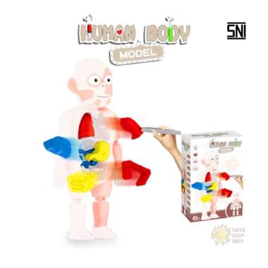 Jual Model Anatomi Tubuh Manusia Original Harga Terbaru Juli 2022 | Blibli