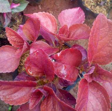 Jual Tanaman Miana Merah Original Murah - Harga Diskon April 2023 ...