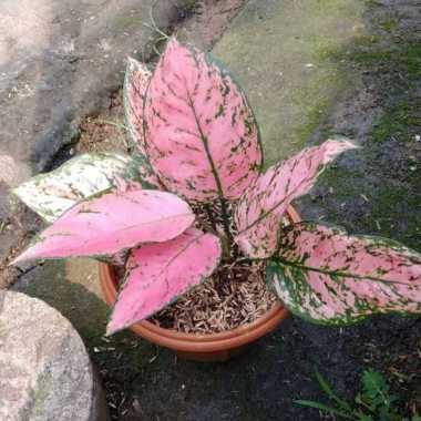 Harga ruby pink dewasa Terbaru Des 2025 | BigGo Indonesia