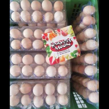 Jual Telur Pertray Termurah - Harga Grosir Terupdate Hari Ini | Blibli