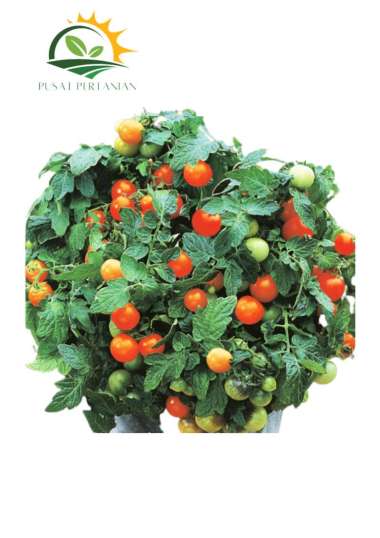 Jual Bibit Pohon Tomat Cherry Original Murah - Harga Diskon Mei 2024 ...