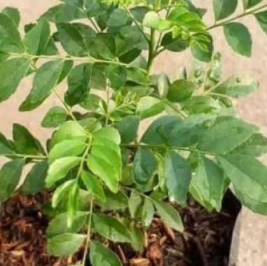 Jual Pohon Kari Salam Koja Original Murah - Harga Diskon Juni 2024 ...