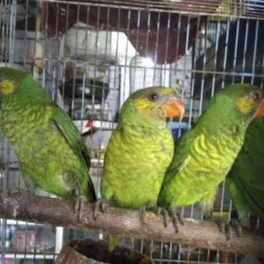 Harga Burung Nuri Hijau