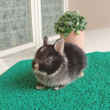 Jual Kelinci Nederland Dwarf Termurah - Harga Grosir Terupdate Hari Ini ...