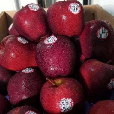 Jual Apel Merah 1 Kg Termurah - Harga Grosir Terupdate Hari Ini | Blibli