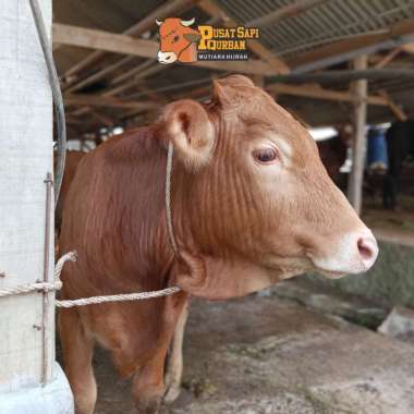 Harga Sapi Bali Qurban Terbaru Apr 2025 | BigGo Indonesia