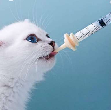 Jual Dodot Bayi Kucing Terdekat 🏷️ Harga Grosir Murah Terupdate Hari ...
