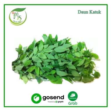 Jual Daun Katuk Segar Terbaru - Harga Promo Mei 2023 | Blibli