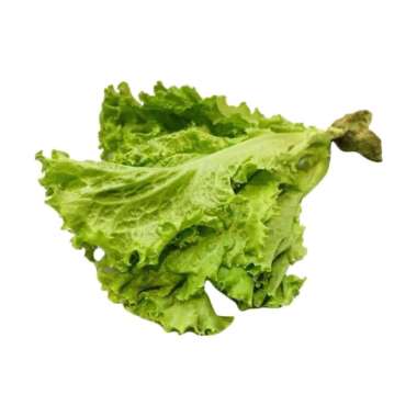 Jual Selada 250 Termurah - Harga Grosir Terupdate Hari Ini | Blibli