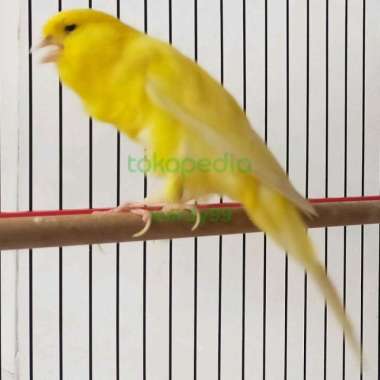 Harga kenari rasmi Terbaru Jan 2025 |BigGo Indonesia