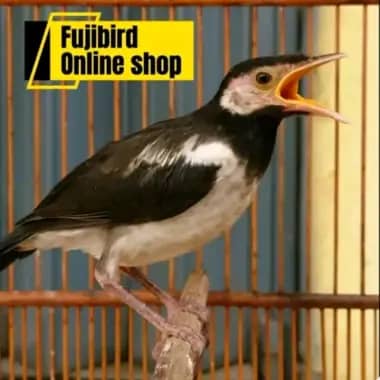 burung jalak emas gacor