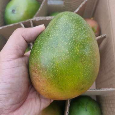 Jual Buah Mangga Irwin Terbaru - Harga Promo Desember 2023 | Blibli