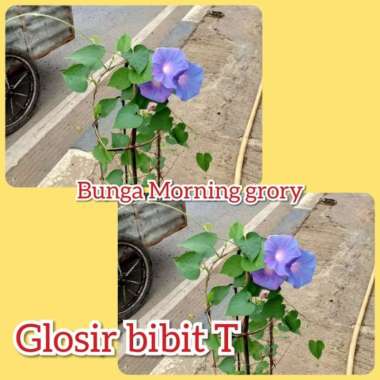 Jual Tanaman Rambat Morning Glory Original Murah - Harga Diskon Mei ...