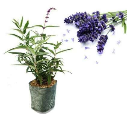 Bunga Lavender - Harga Terbaru Juni 2026