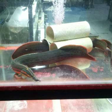 Harga ikan sili Terbaru Jan 2025 |BigGo Indonesia
