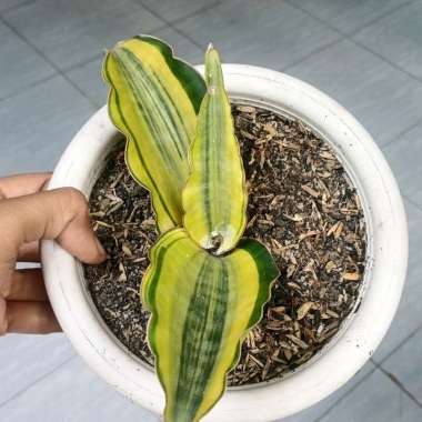 Harga Sansevieria Terbaru Januari 2024 |BigGo Indonesia