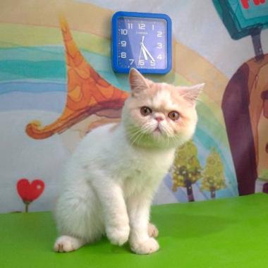 Harga kucing munchkin peaknose Terbaru Sep 2024 |BigGo Indonesia