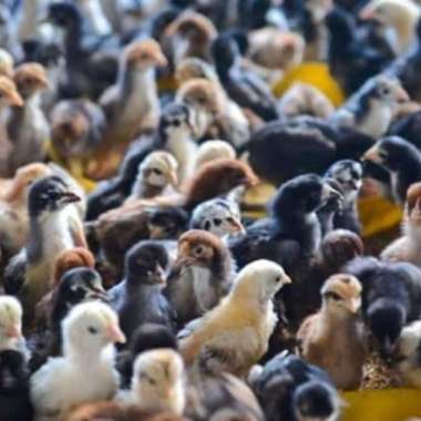 Harga Bibit Ayam Kampung DOC Terbaru Jun 2026 | BigGo Indonesia