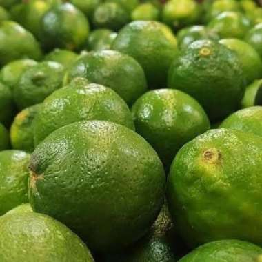Jual Jeruk Nipis Segar 1 Kg Termurah - Harga Grosir Terupdate Hari Ini ...