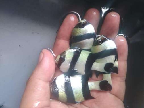 Harga Ikan Hias Laut Zebra Terbaru Apr 2025 | BigGo Indonesia