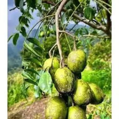 Buah Kedondong 1 Kg Gratis Ongkir 🔥 Harga Murah Juni 2026