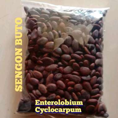 Harga Sengon Buto Terbaru Okt 2024 |BigGo Indonesia