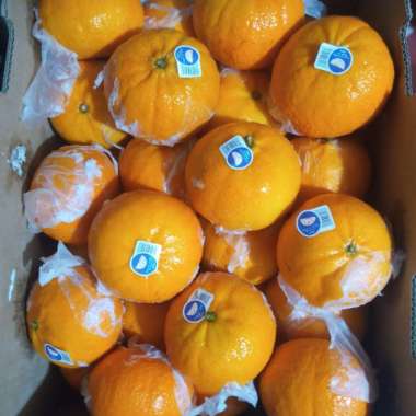 Jual Jeruk Wogan Mandarin Harga Grosir Juli 2024 - Blibli
