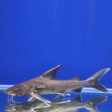 Harga stormi catfish Terbaru Jun 2025 | BigGo Indonesia