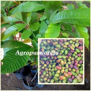 Jual Harga Buah Matoa Lengkap Harga Juni 2026