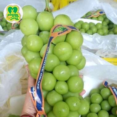 Harga anggur muscat hijau 1kg Terbaru Okt 2025 | BigGo Indonesia