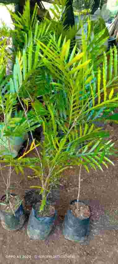 Jual Pohon Kiara Payung Original Murah Harga Diskon September 2023