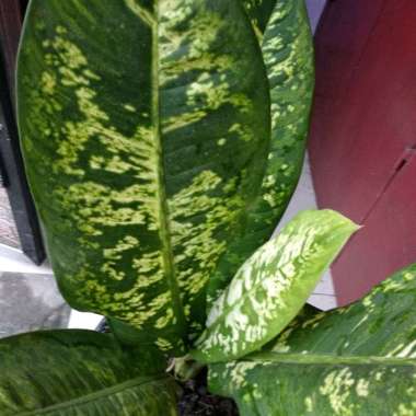 Harga Diven Terbaru April 2024 |BigGo Indonesia