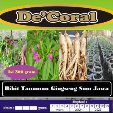 Jual Bibit Ginseng Korea 💯 Harga Murah & Kualitas Terbaik Juni 2026