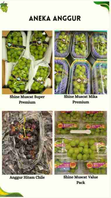 Harga Muscat Terbaru Agustus 2024 |BigGo Indonesia