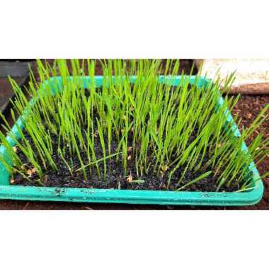 Jual Jenis Rumput Pakan Kucing Termurah - Harga Grosir Terupdate Hari ...