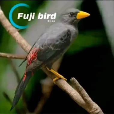 burung jalak emas gacor