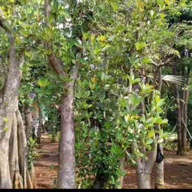 Jual Pohon Pule Original Harga Termurah April 2024 | Blibli