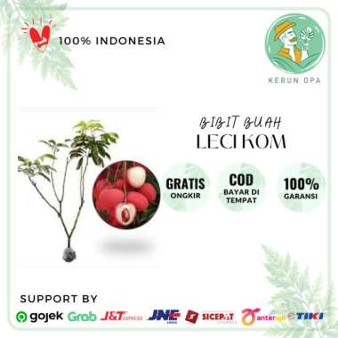 Harga Pohon Leci Dataran Rendah Terbaru Okt 2024 |BigGo Indonesia