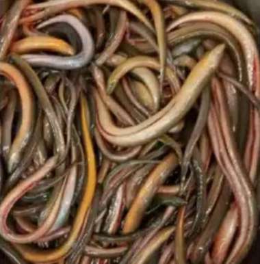 Jual Jenis Jenis Ikan Sawah Original Murah - Harga Diskon Agustus 2023 ...