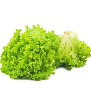 Jual Selada Per Kg Termurah - Harga Grosir Terupdate Hari Ini | Blibli